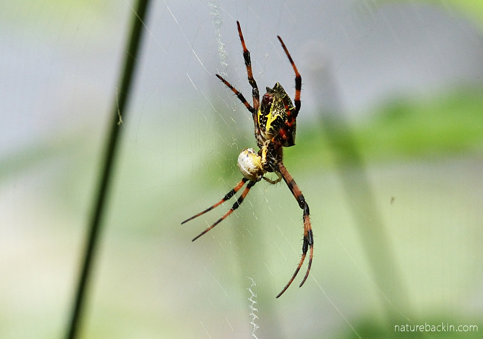 Ornately elegant engineer: Garden orb-weaving spider – letting nature ...