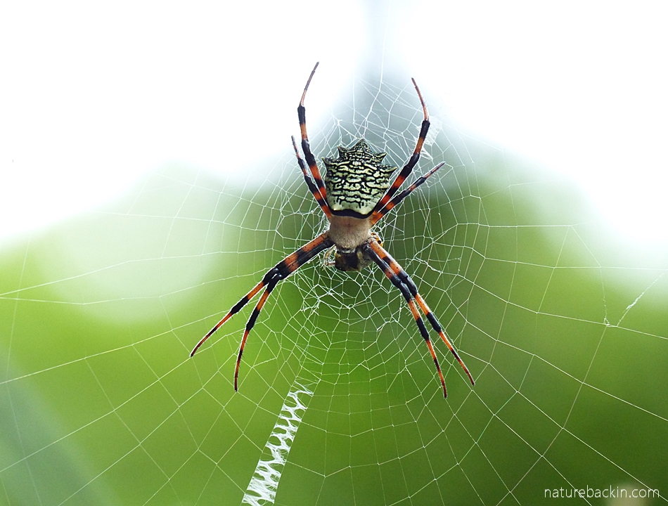 Ornately elegant engineer: Garden orb-weaving spider – letting nature ...