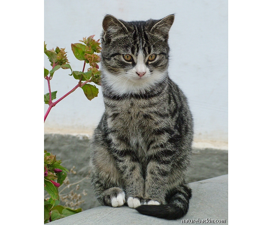 Weekly Photo Find: Nieu Bethesda’s Chocolate-box Kitten – letting ...