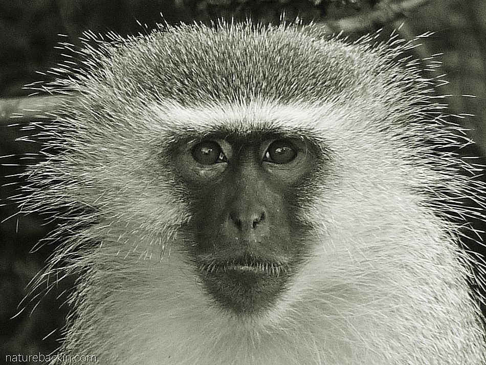 Weekly Photo Find: Vervet Monkey Portrait – letting nature back in