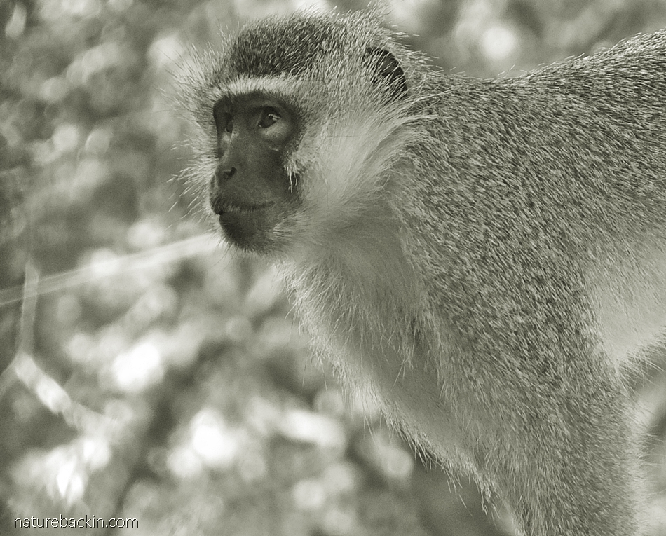 Weekly Photo Find: Wistful Monkey in the Garden – letting nature back in
