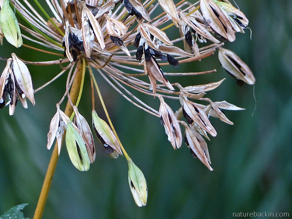Agapanthus: A true blue summer flowerer – letting nature back in