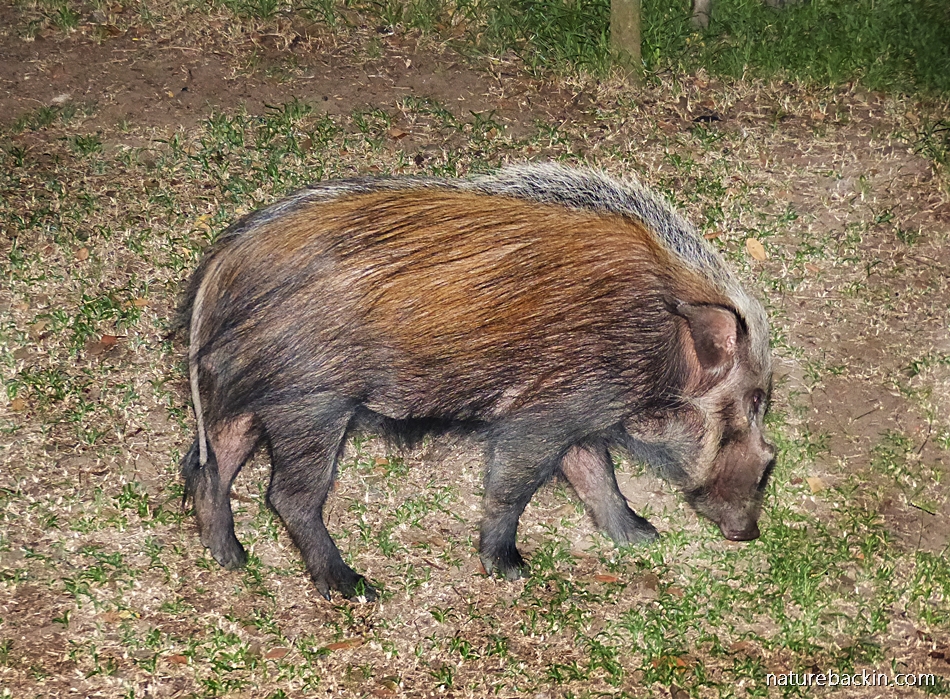Campsite visitors: Bushpigs and other animals – letting nature back in