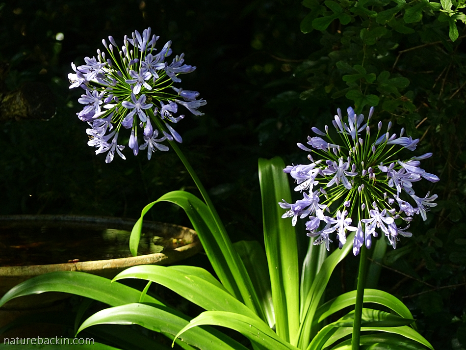 Agapanthus: A true blue summer flowerer – letting nature back in