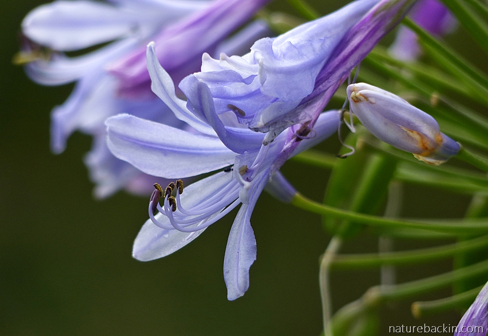 Agapanthus: A true blue summer flowerer – letting nature back in