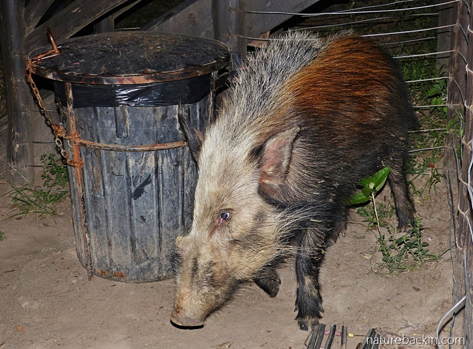 Campsite visitors: Bushpigs and other animals – letting nature back in