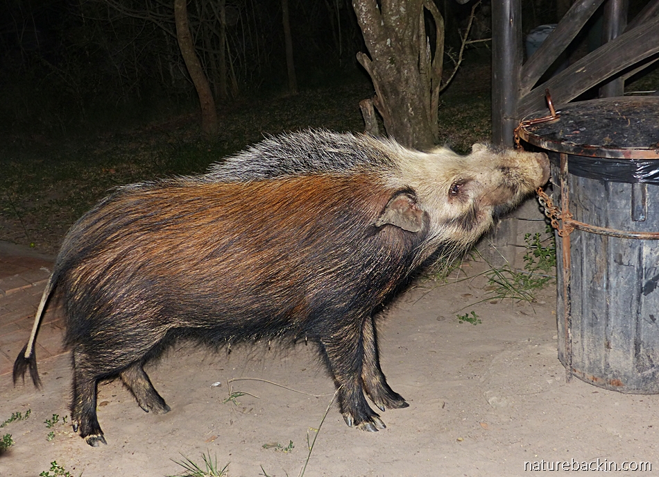 Campsite visitors: Bushpigs and other animals – letting nature back in
