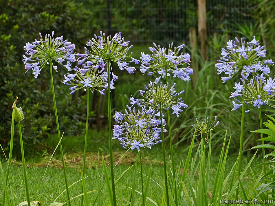 Agapanthus: A true blue summer flowerer – letting nature back in
