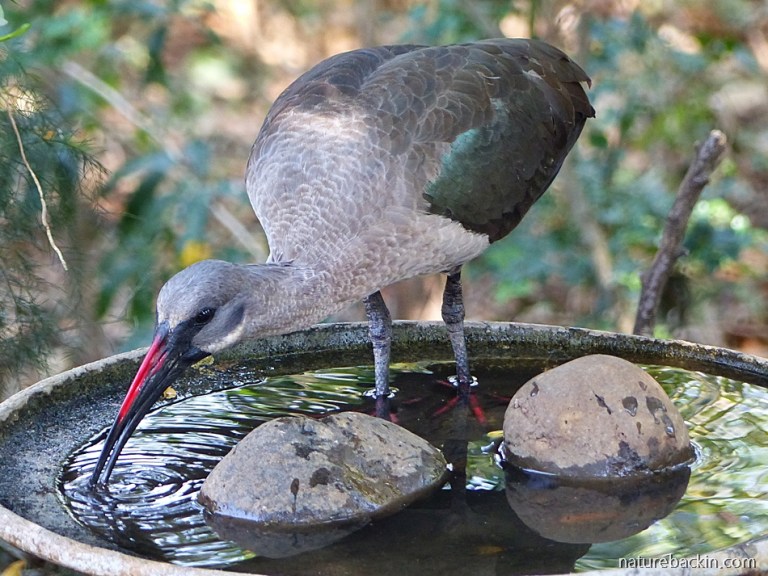 Hadeda ibis: From wetlands to birdbaths – letting nature back in