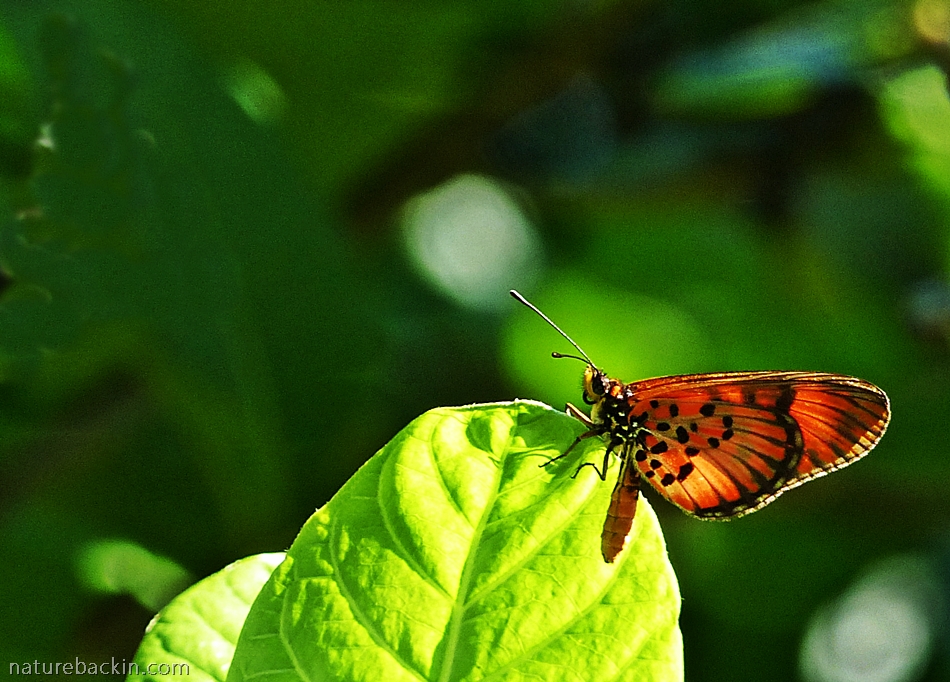 Blood-red Acraea butterfly: A complete life cycle in one shrubby tree ...