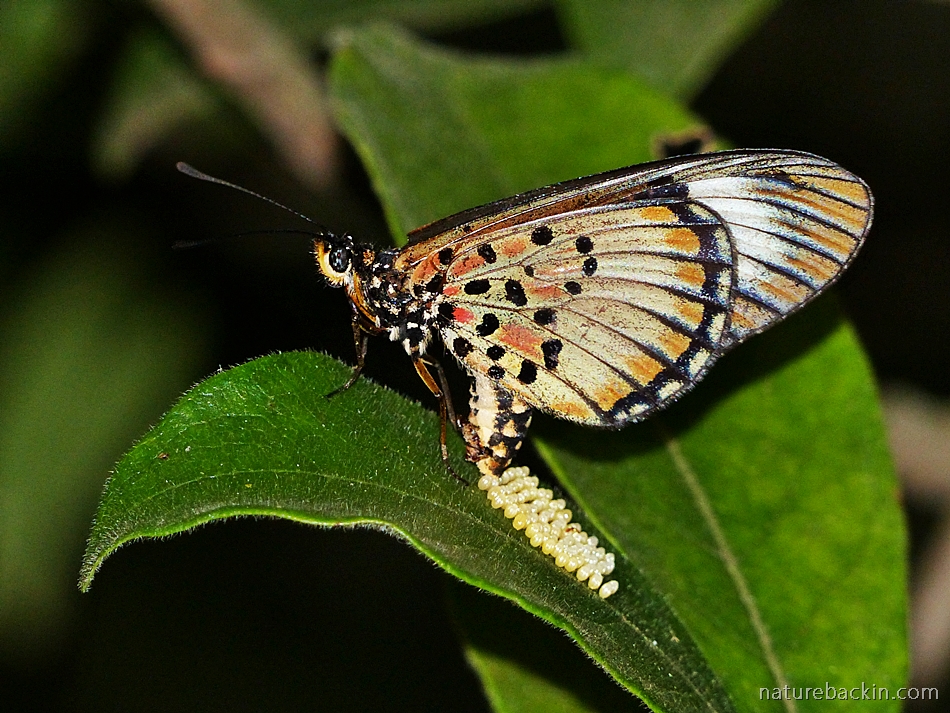 Blood-red Acraea butterfly: A complete life cycle in one shrubby tree ...