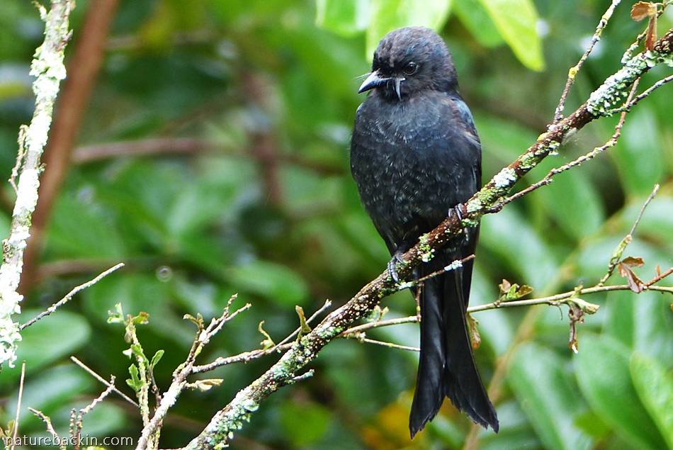 A feisty strategist: The Fork-tailed Drongo – letting nature back in