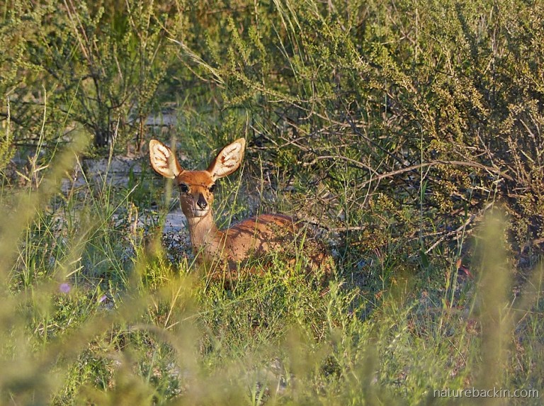 Sunrise, dawn and times of transition – letting nature back in