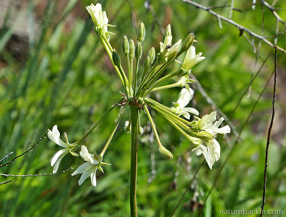 Pelargoniums – wild and domesticated – letting nature back in
