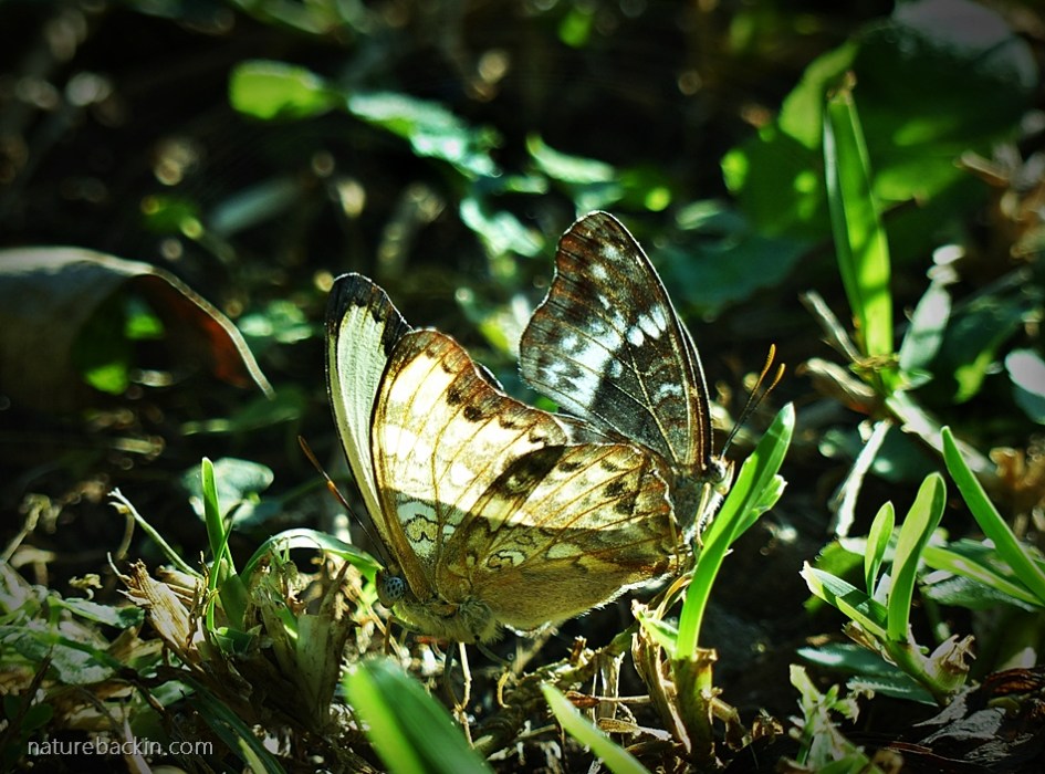 Watching butterflies emerging and getting ready to fly – letting nature ...