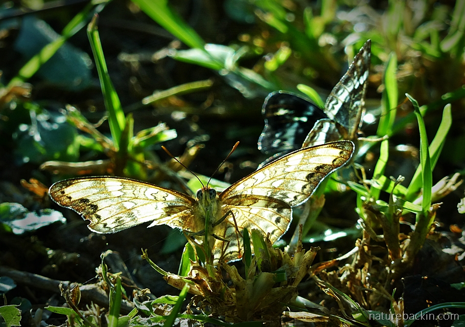 Watching butterflies emerging and getting ready to fly – letting nature ...