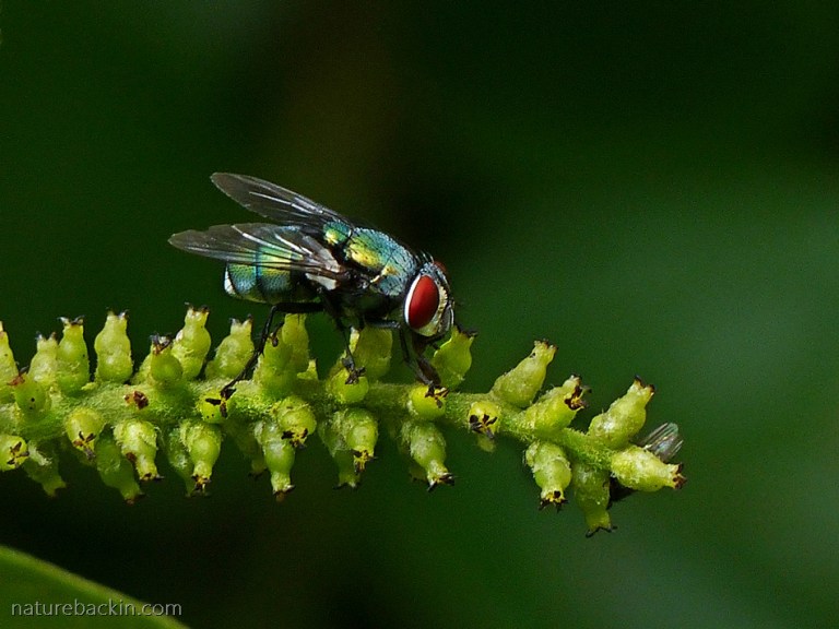 The Tassel Berry tree: Bountiful in fruit and flower – letting nature ...