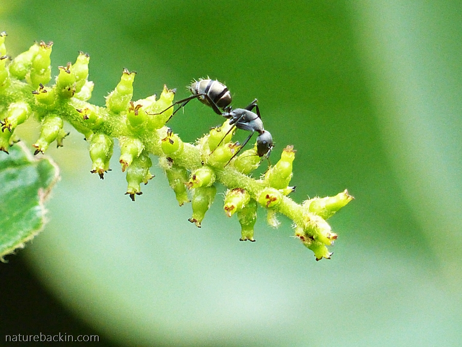 The Tassel Berry tree: Bountiful in fruit and flower – letting nature ...