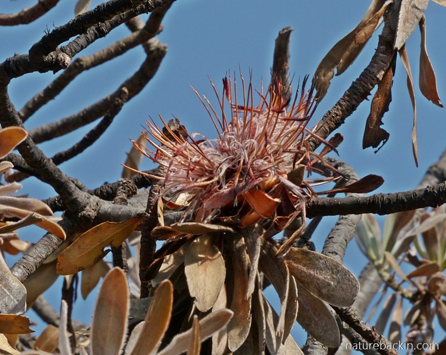 Mountain walking on a hot winter’s day – letting nature back in