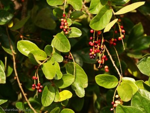 The Tassel Berry tree: Bountiful in fruit and flower – letting nature ...