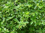 The Tassel Berry tree: Bountiful in fruit and flower – letting nature ...