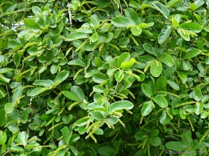 The Tassel Berry tree: Bountiful in fruit and flower – letting nature ...