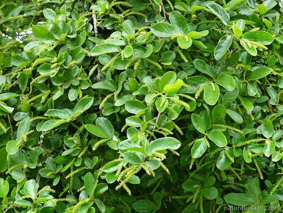 The Tassel Berry tree: Bountiful in fruit and flower – letting nature ...