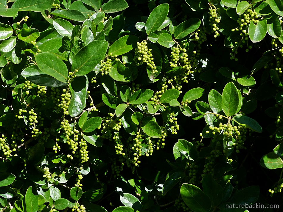 The Tassel Berry tree: Bountiful in fruit and flower – letting nature ...