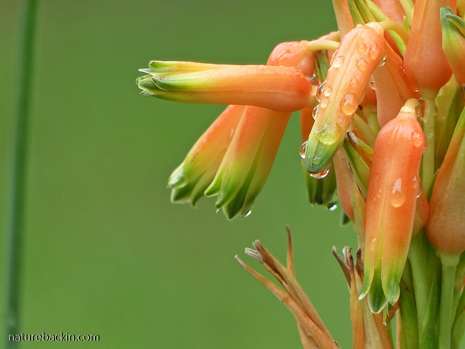 An aloe patch in the garden – letting nature back in