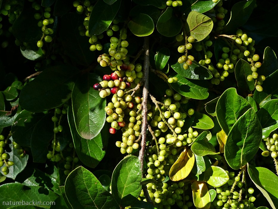 The Tassel Berry tree: Bountiful in fruit and flower – letting nature ...