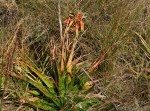 An aloe patch in the garden – letting nature back in