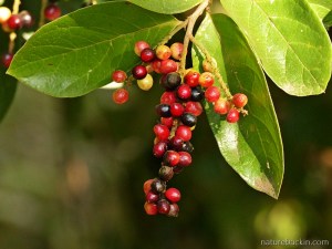 The Tassel Berry tree: Bountiful in fruit and flower – letting nature ...