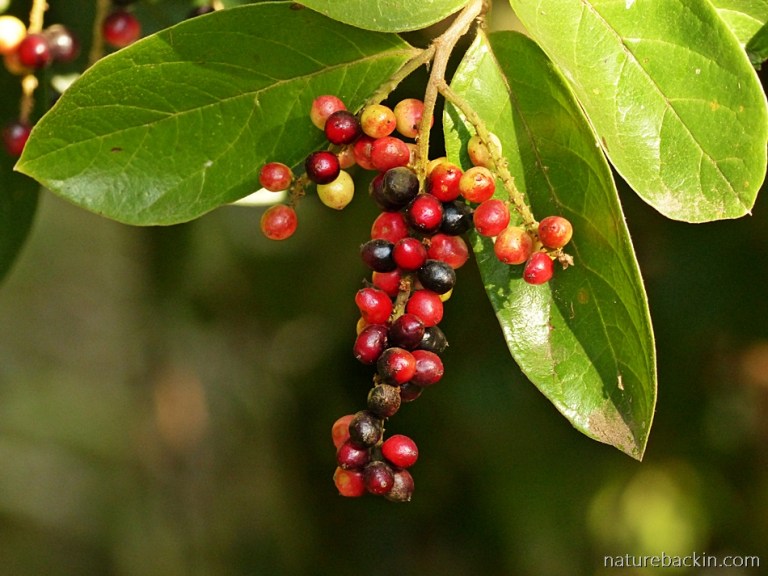 The Tassel Berry tree: Bountiful in fruit and flower – letting nature ...