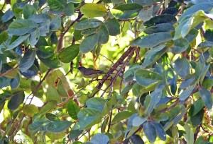 The Tassel Berry tree: Bountiful in fruit and flower – letting nature ...