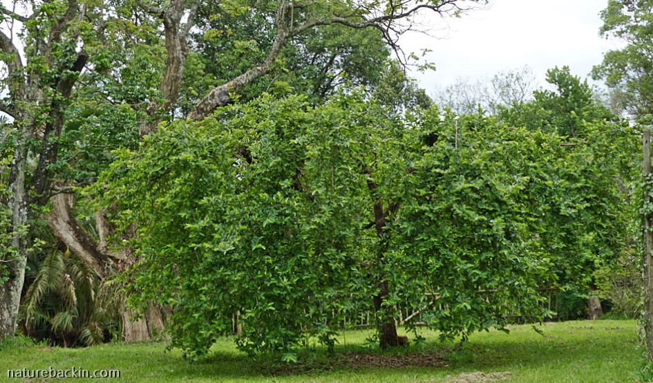 The Tassel Berry tree: Bountiful in fruit and flower – letting nature ...