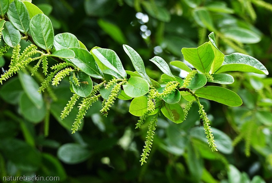 The Tassel Berry tree: Bountiful in fruit and flower – letting nature ...
