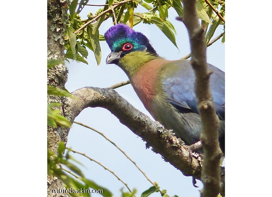 Sound and vision: The Purple-crested Turaco – letting nature back in