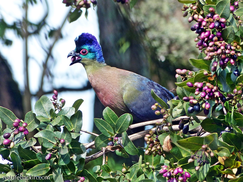 Sound and vision: The Purple-crested Turaco – letting nature back in
