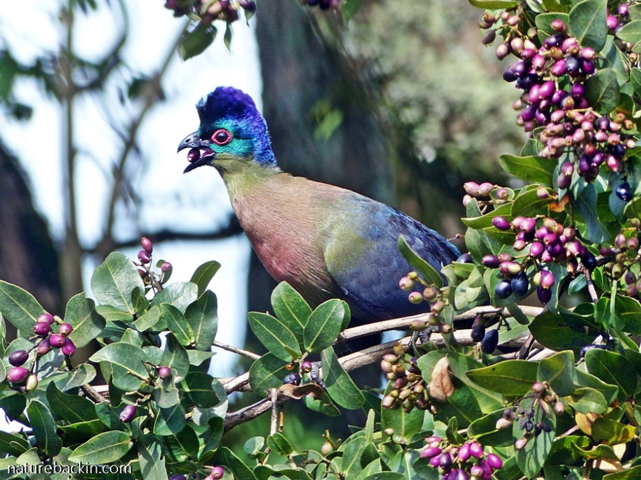 Sound and vision: The Purple-crested Turaco – letting nature back in