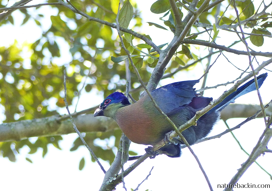 Sound and vision: The Purple-crested Turaco – letting nature back in