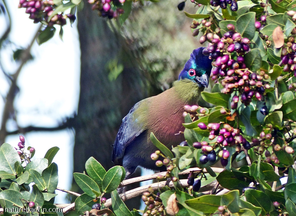 Sound and vision: The Purple-crested Turaco – letting nature back in