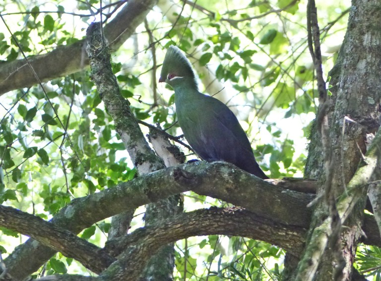 Sound and vision: The Purple-crested Turaco – letting nature back in