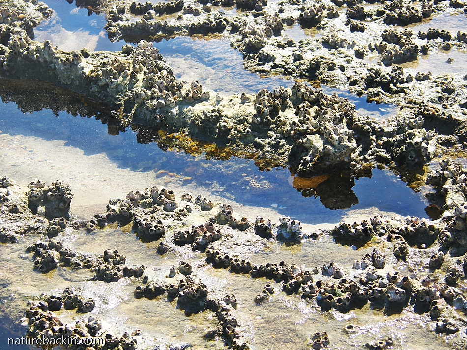 The intertidal zone: Pooled assets – letting nature back in