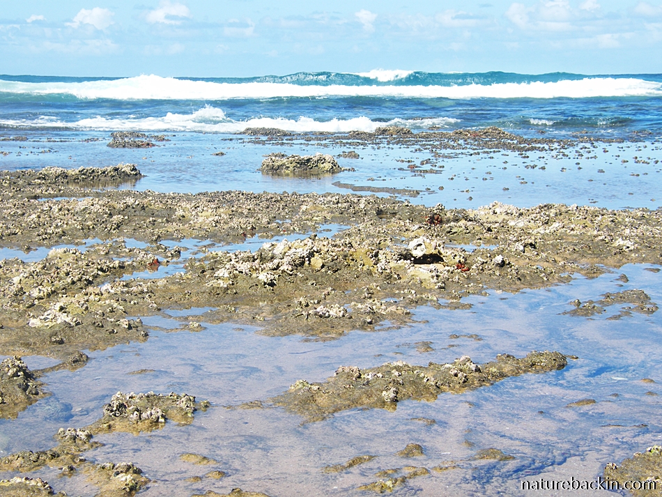 The intertidal zone: Pooled assets – letting nature back in