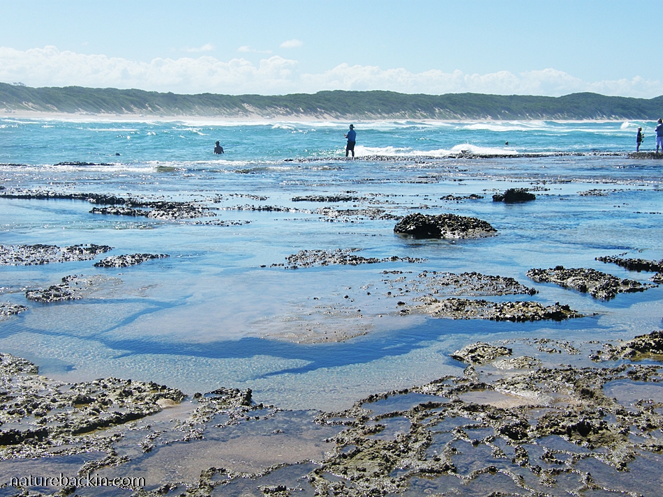 The intertidal zone: Pooled assets – letting nature back in