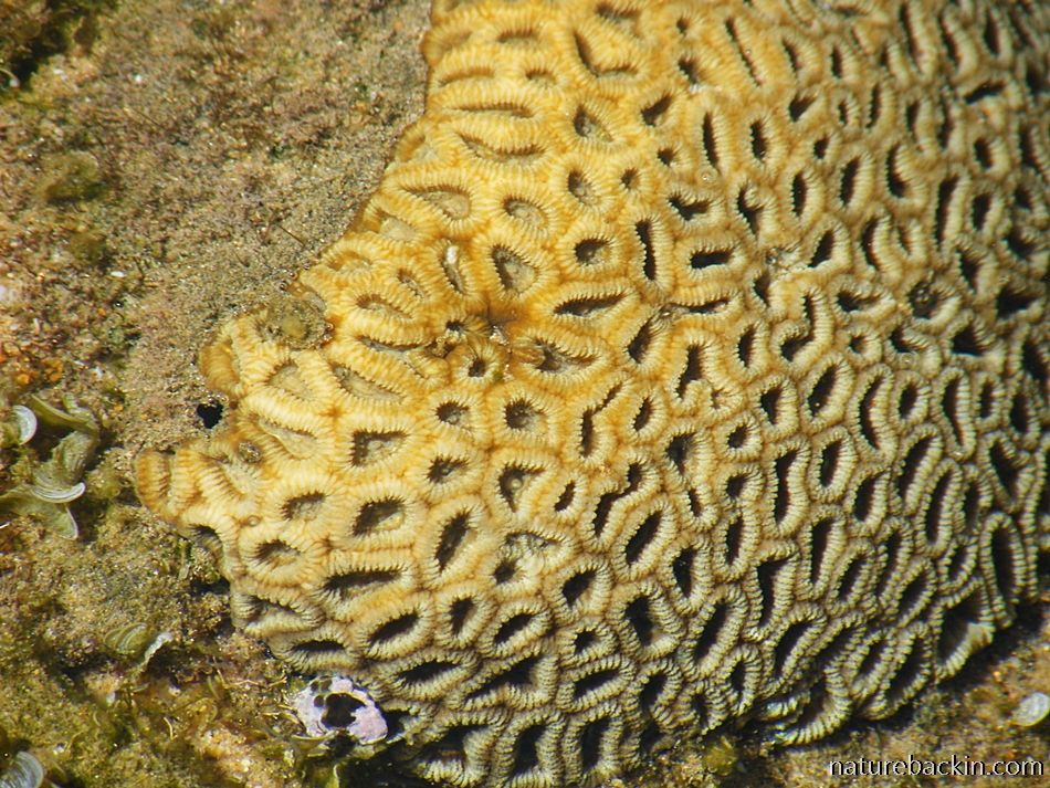 The intertidal zone: Pooled assets – letting nature back in