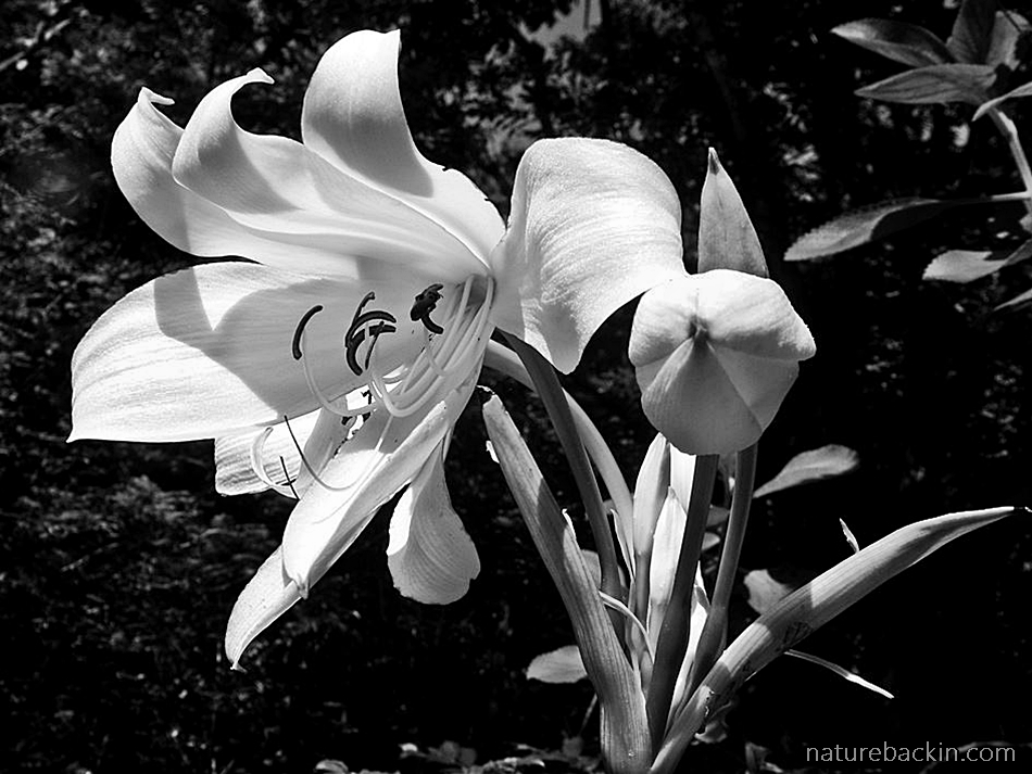 Well rounded: Monochrome curves in the garden – letting nature back in