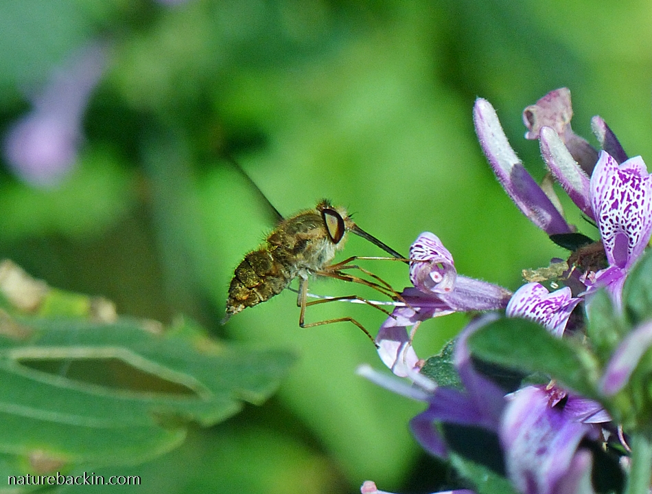 Hovering with intent: Tangle-veined Flies and the art of nectaring ...