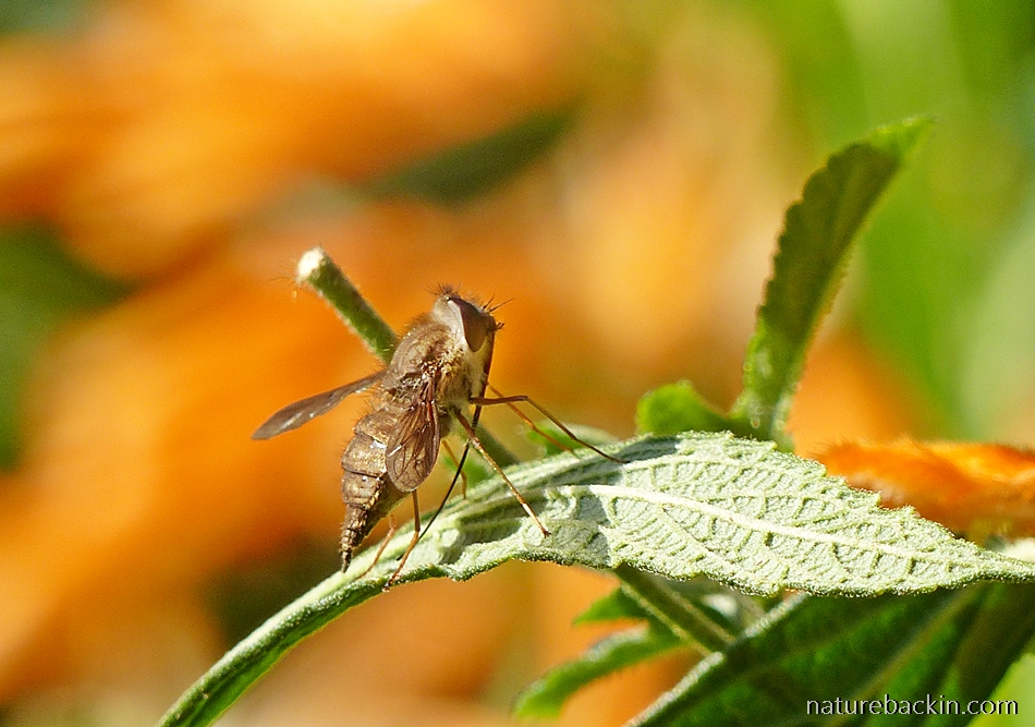 Hovering with intent: Tangle-veined Flies and the art of nectaring ...