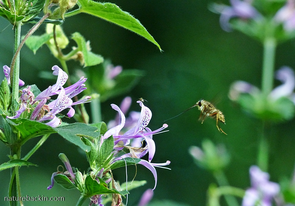 Hovering with intent: Tangle-veined Flies and the art of nectaring ...